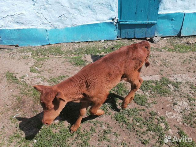 Продам тёлочек красной 2 чёрной 3