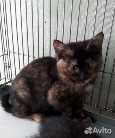 Смешная очаровательная косоглазка,2,5 мес
