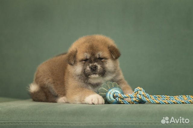 Щенки Акита Ину от Интер Чемпионов. Дорого