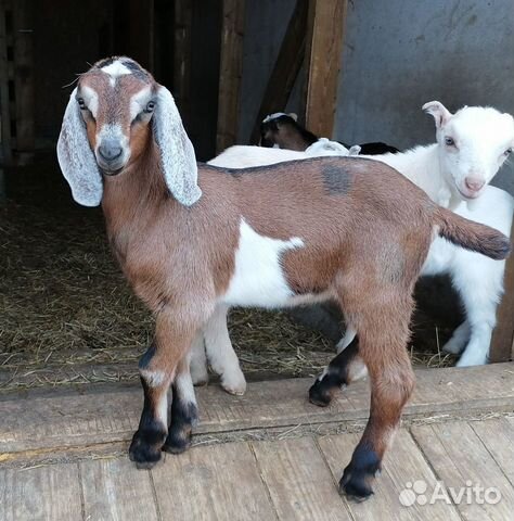 Козы и козлята