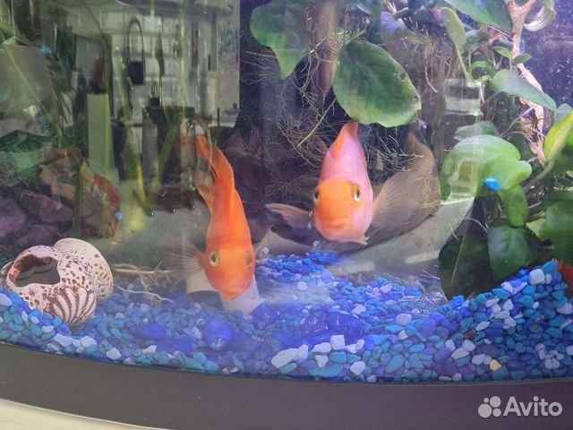 Рыба попугай сердцевидный самец и самка