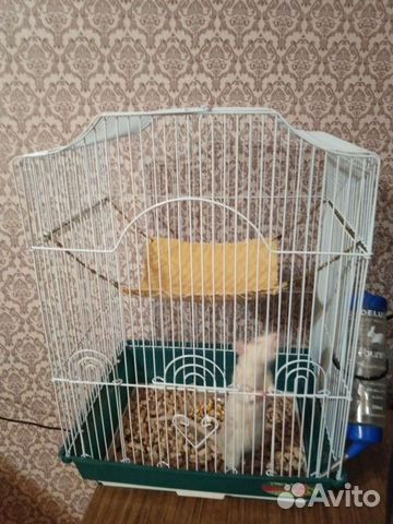 Крыса альбинос с клеткой