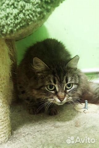 Коротколапая пухляшка кошка- Матрешка