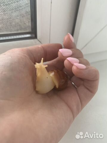 Малыши улиток (Ахатина Фулика Стандарт)