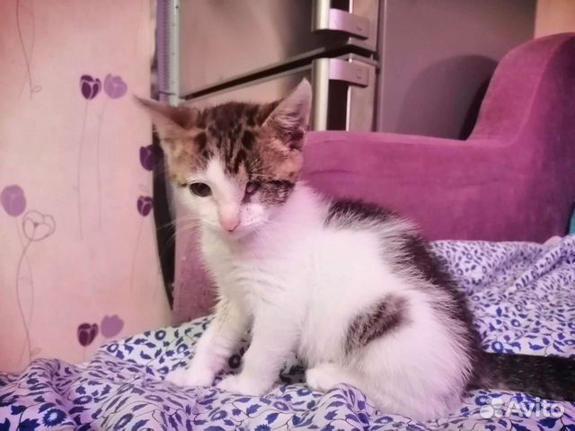 Котёночек 2 мес