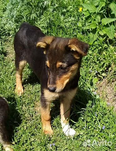 Щенок, девочка, 4-5 мес