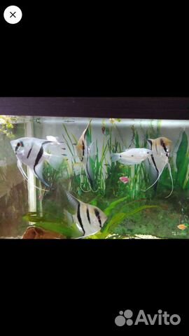 Аквариумные рыбки