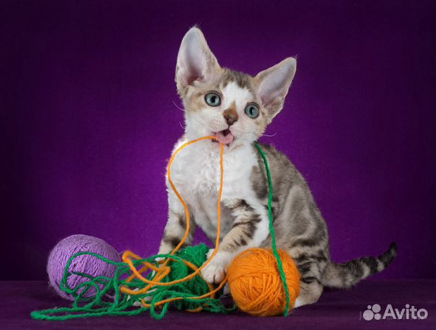 Котик Марио породы девон рекс