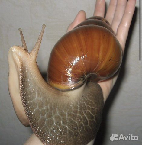 Гиганская улитка Ахатина
