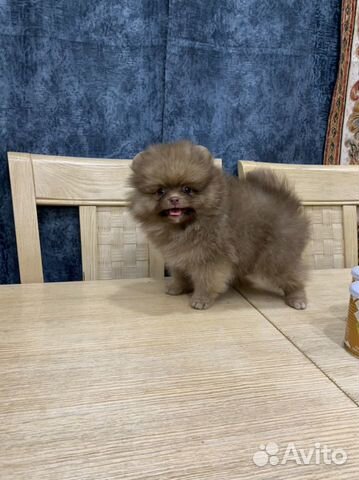 Шпиц померанский Шоколадка Соболь для Вас