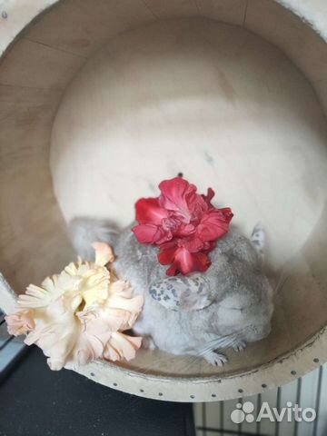 Шиншилла в дар