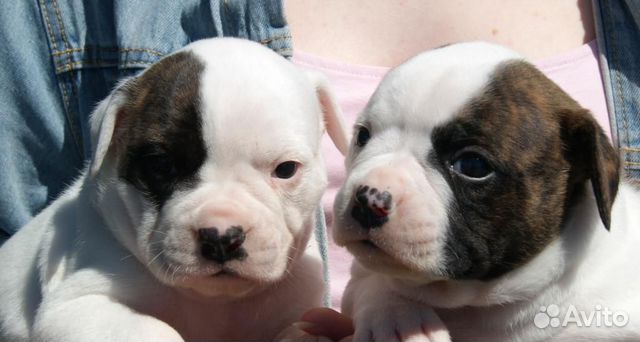 Американский бульдог