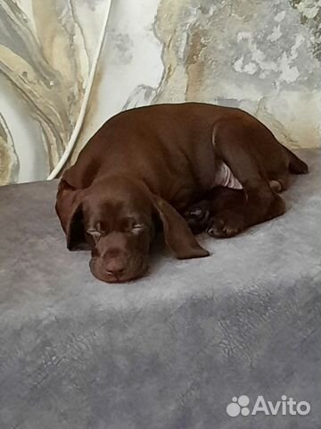 Щенки курцхаара