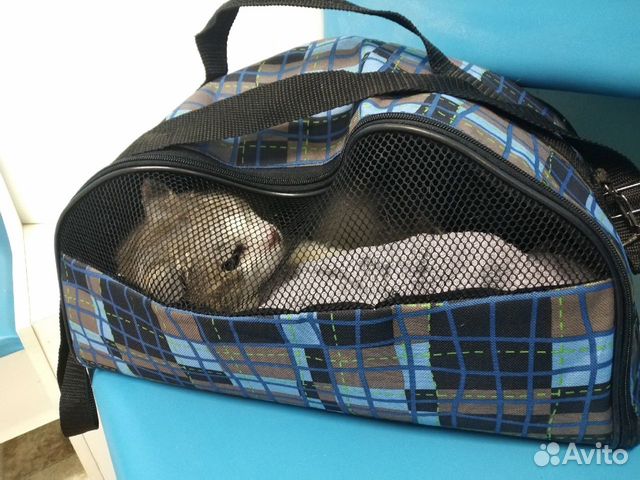Кот Батоша с того света