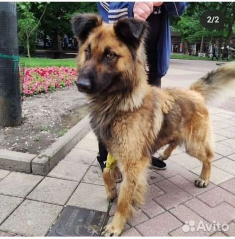 Роскошный пёс ищет хозяина