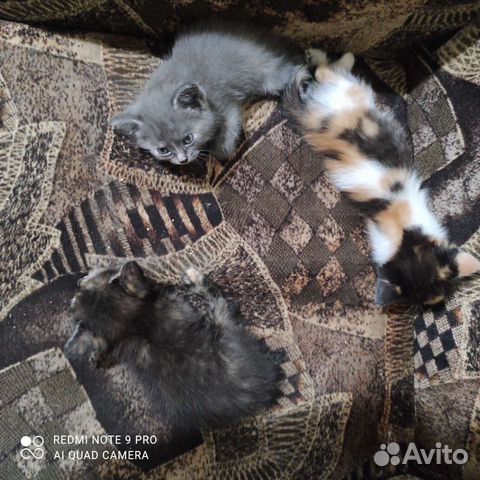 Котята в добрые руки бесплатно