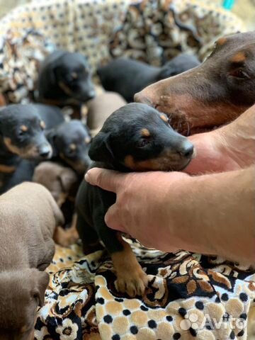 Щенки добермана