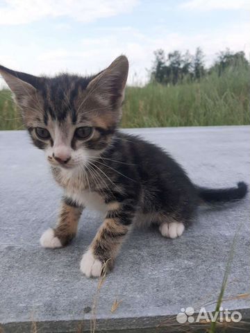 Красивый котик охотник ждет своих хозяев
