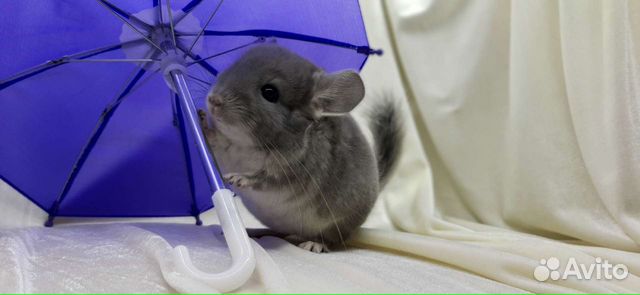 Шиншиллята