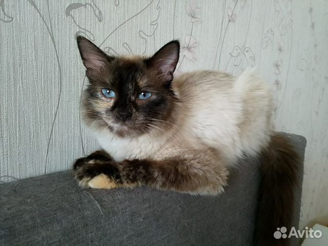 Кошка невская маскарадная