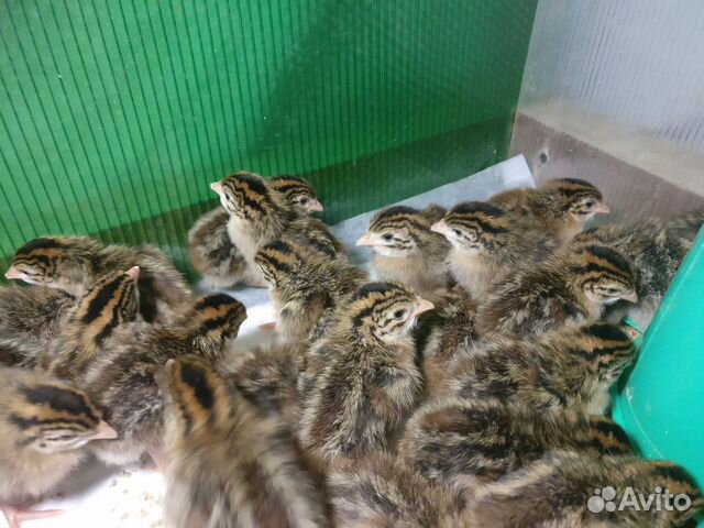 Цесарка бройлерная