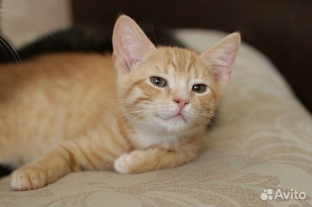 Рыжий котенок мальчик ищет семью
