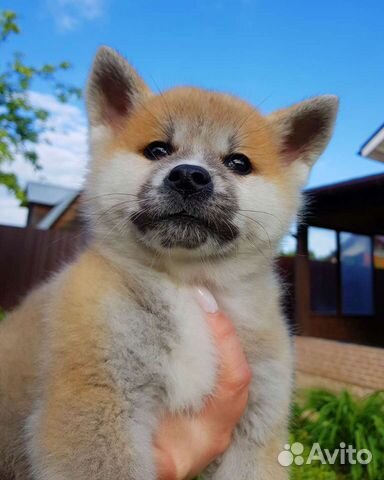 Прекрасный щенок акиты-ину Вульф)