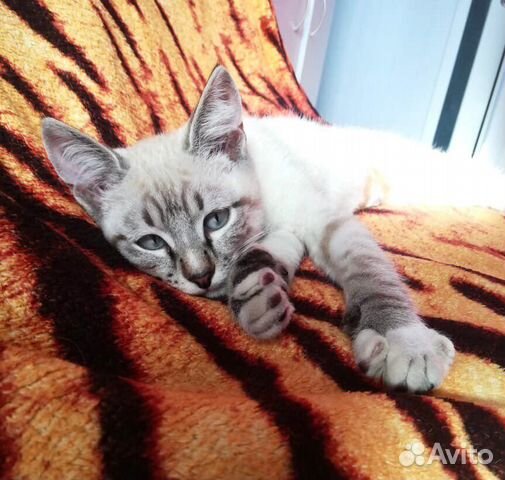 Маленький Шкет ищет свой дом