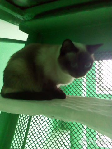 Отдам в добрые руки