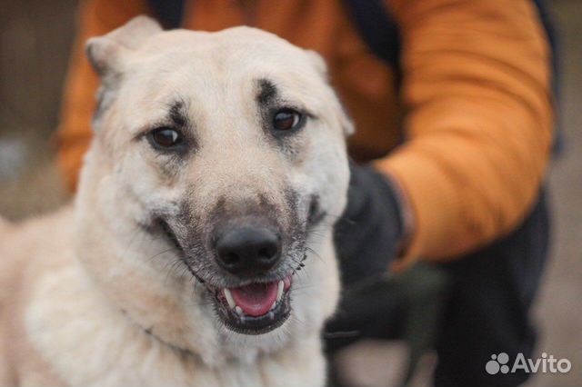Метис среднеазиатской овчарки, собака в дар