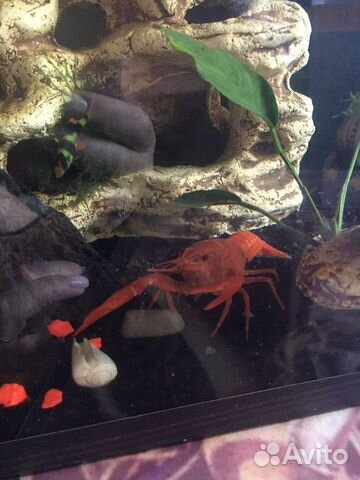 Мексиканский рак