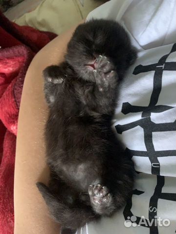 Отдам котеночка в добрые руки бесплатно