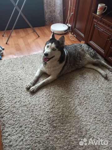 Найдена хаски девочка