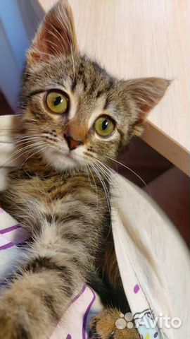 Отдам котенка в добрые руки