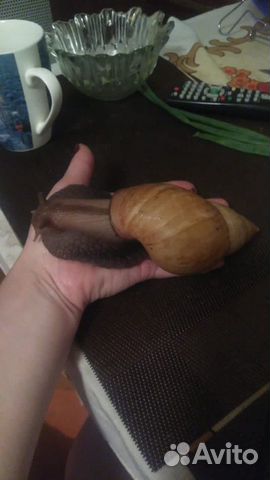 Улитки ахатины