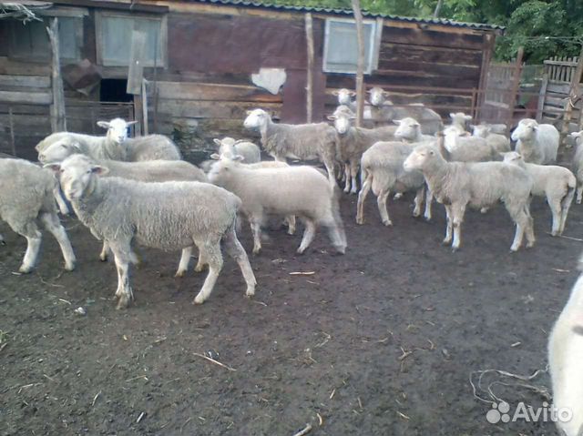 Тексель. Овцы