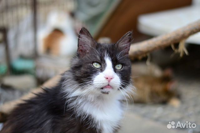 Красавец мужчина Маркиз