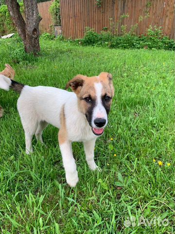 Отдаю щенка Розочку в добрые руки