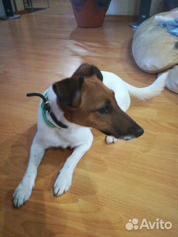 Фокстерьер глаткошерстный