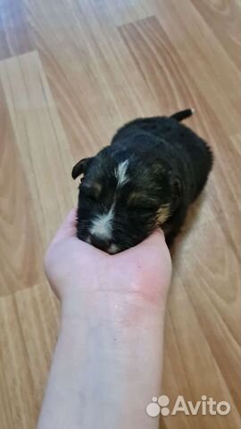 Щенок 2 недели
