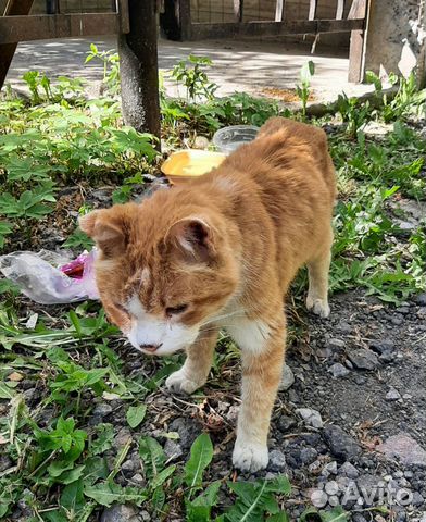 Кто то потерял кота или очередное предательство