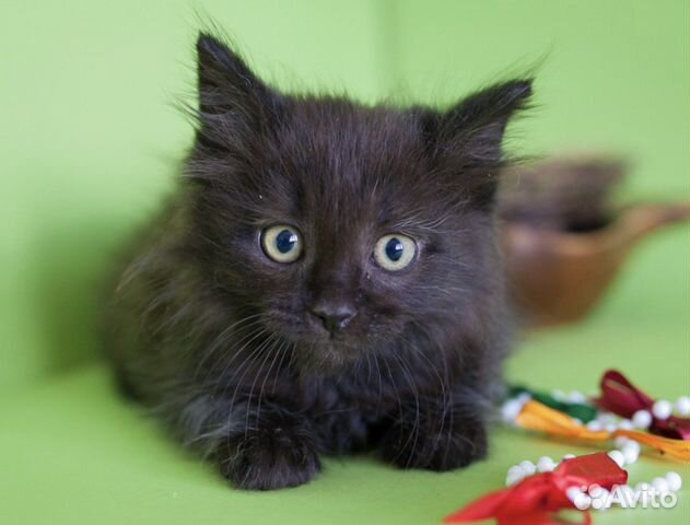 Пушистые красивые котята 1 месяц в добрые руки