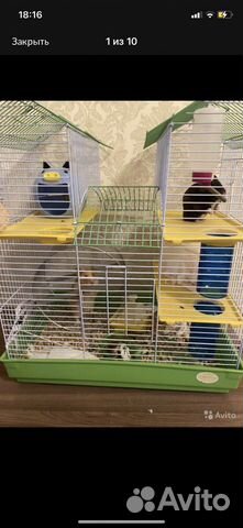 Хомяк сирийский с клеткой