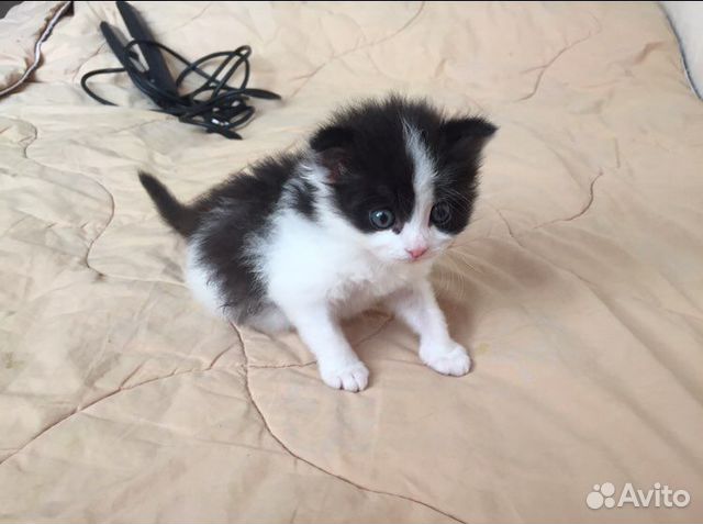 Милый котенок по имени Марсик