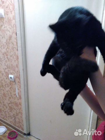 Черный котик в добрые руки