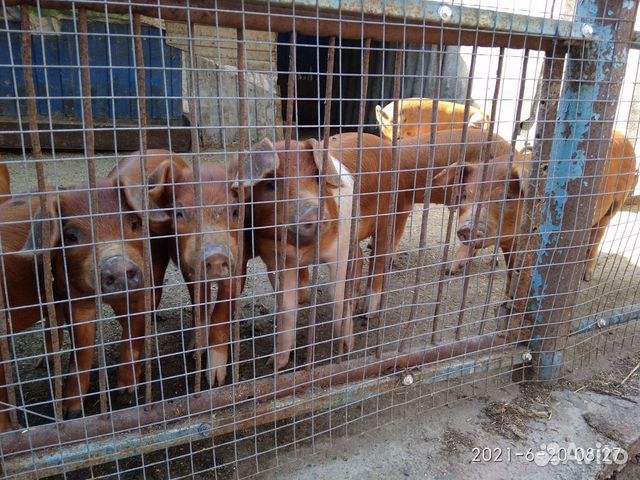 Поросята Дюрок