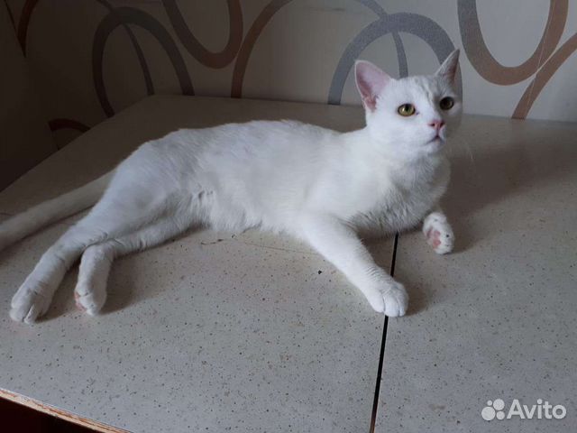 Малыш Яша ищет дом, 7 месяцев