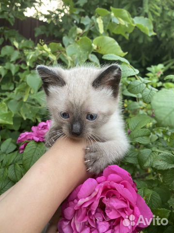 Котята