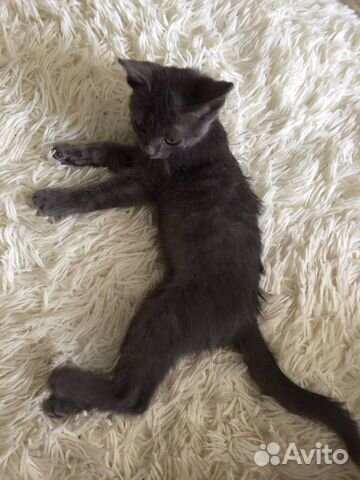 Маленький 3х месячный котик