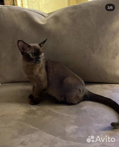 Котенок Бурманской породы